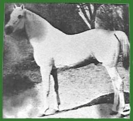 The Spanish Arabian